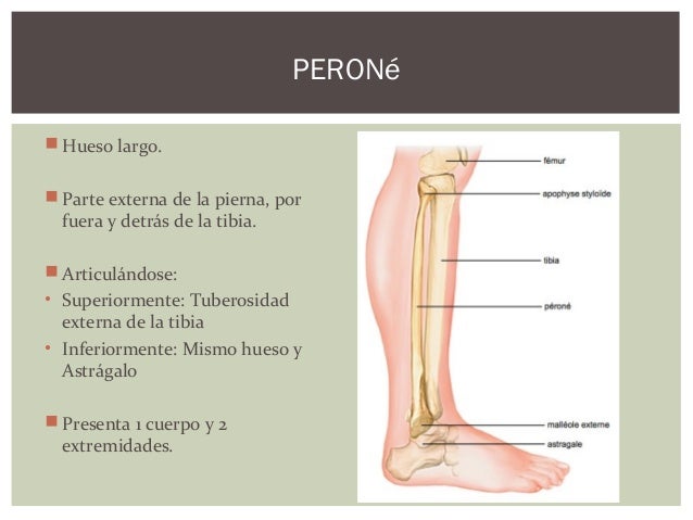 Tibia, peroné y pie