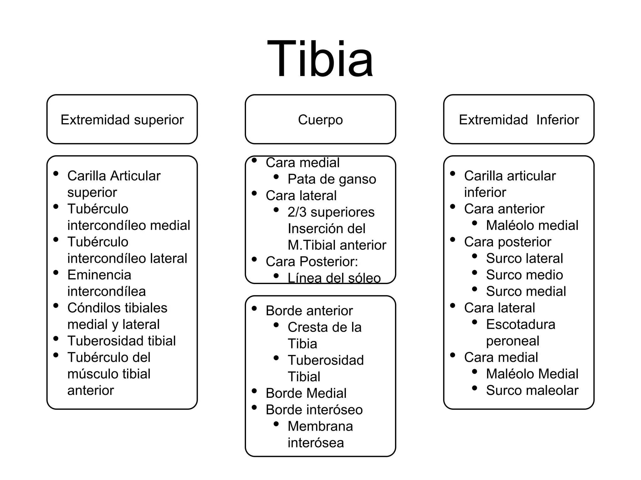 Tibia, peroné y huesos del pié | PDF
