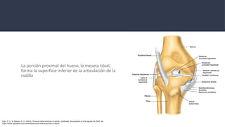 fracturas meseta tibial y tibia proximal.pptx