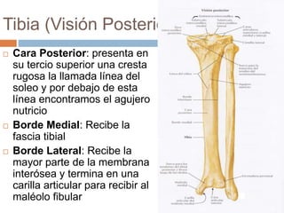 Articulacion de la rodilla | PPTX
