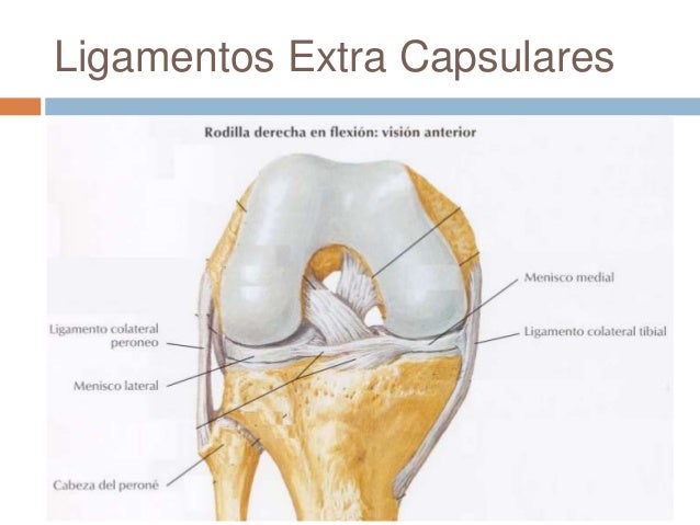 Articulacion de la rodilla