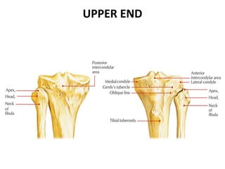 tibiashinbone-180421095730.pdf