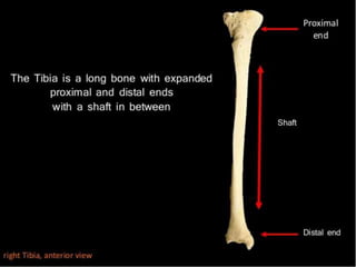 tibiashinbone-180421095730.pdf