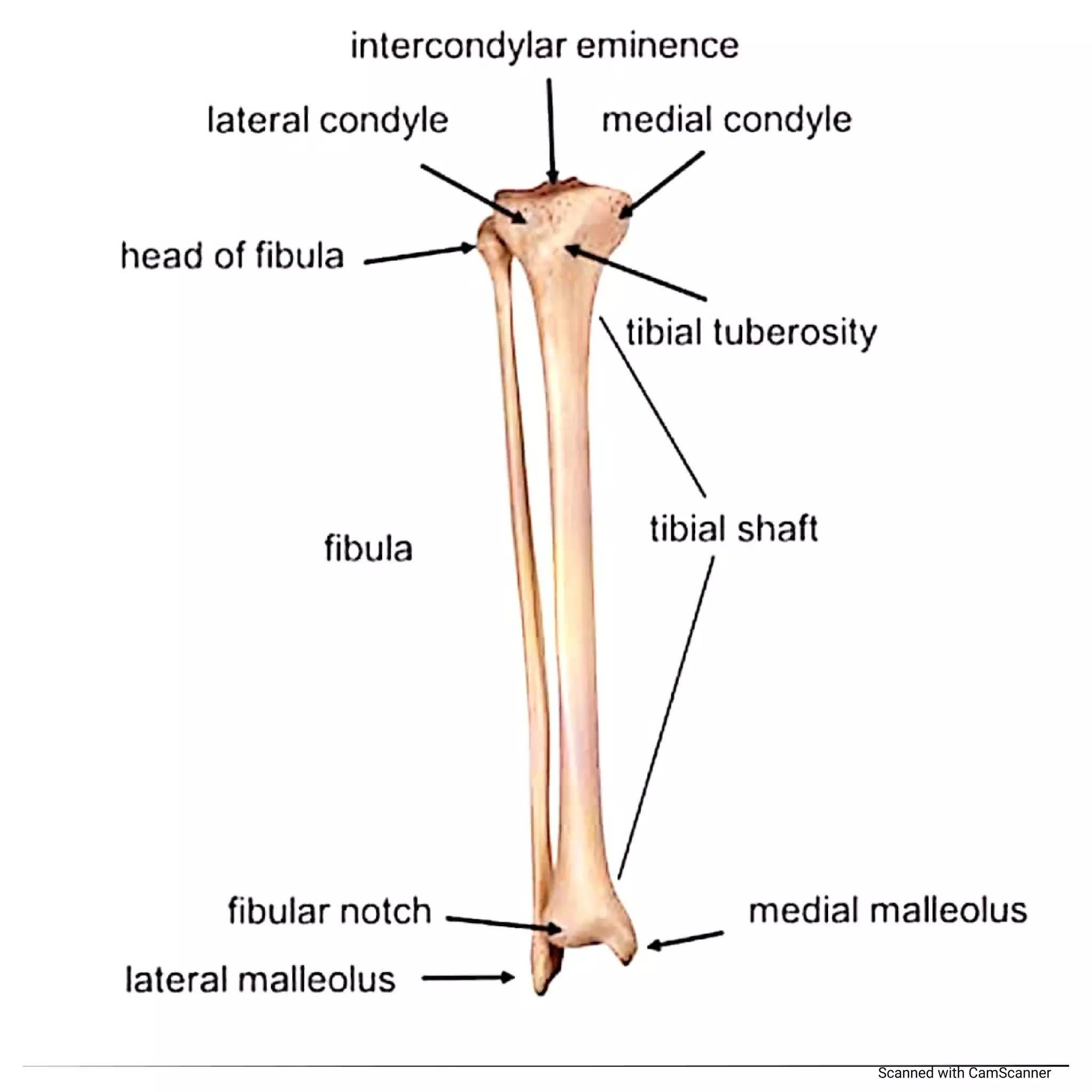 Tibia structure | PDF