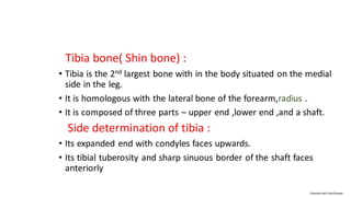 Tibia structure | PDF