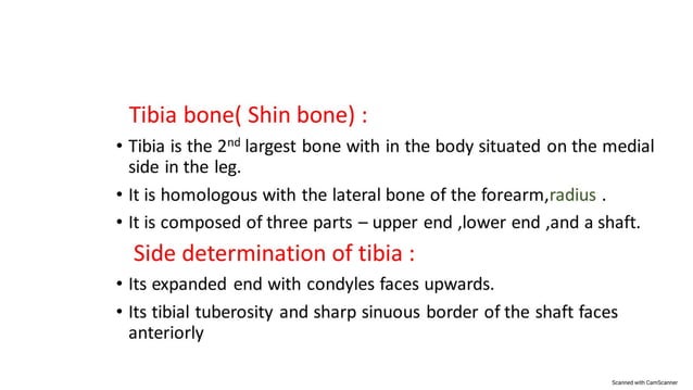 Tibia structure | PDF