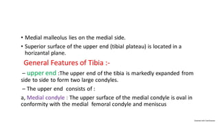 Tibia structure | PDF