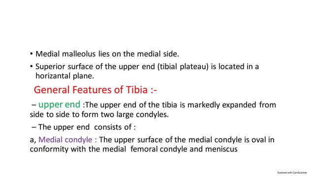 Tibia structure | PDF