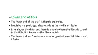 Tibia structure | PDF