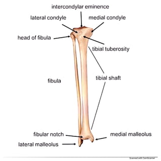 Tibia structure | PDF