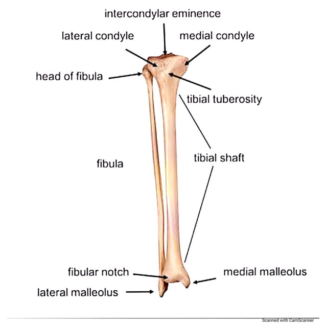 Tibia structure | PDF