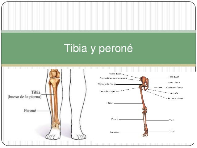 Tibia y peroné