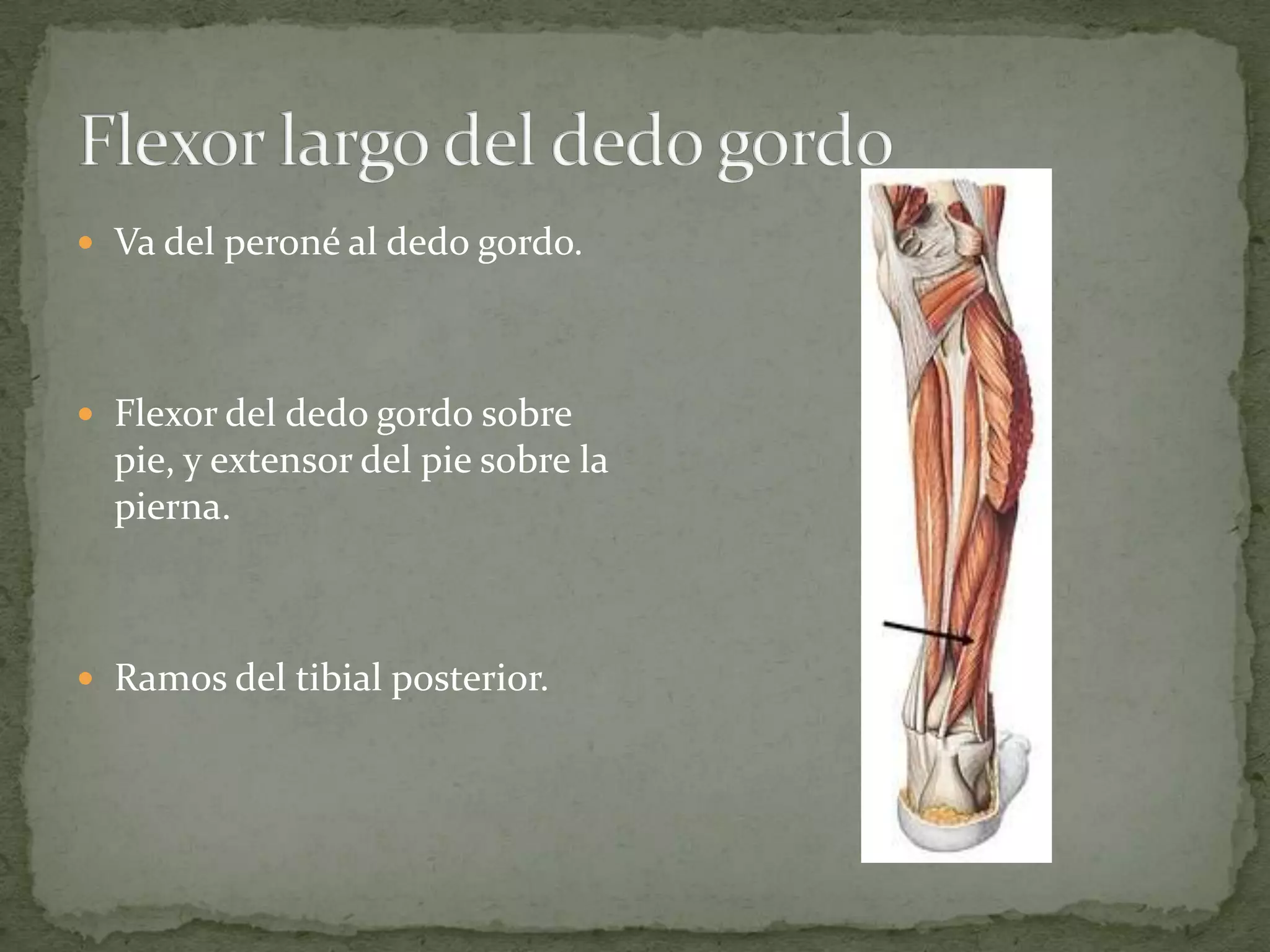 Tibia y perone | PPT