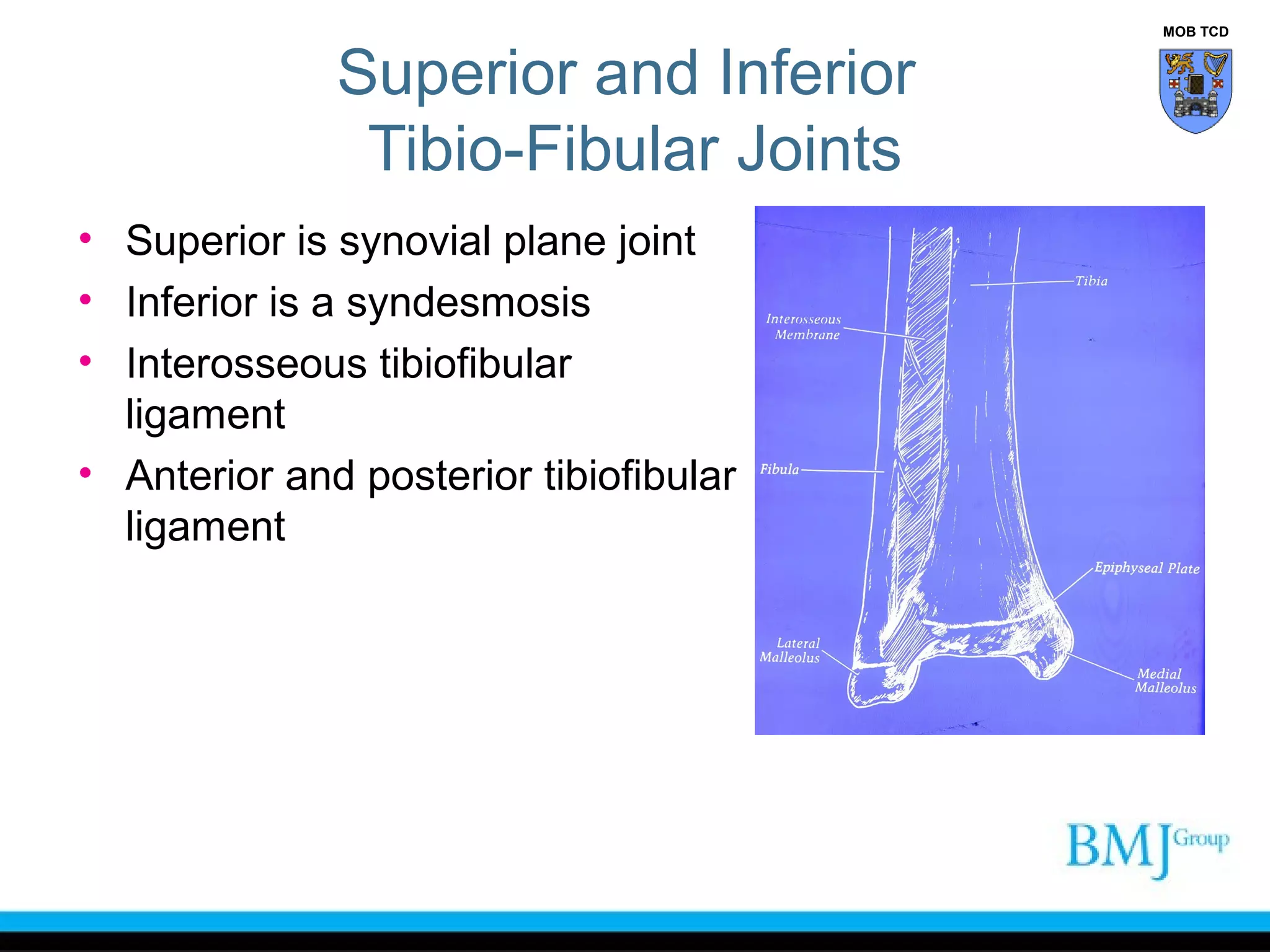 Tibiofibular and ankle joint complex | PPT