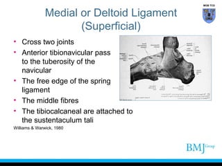 Tibiofibular and ankle joint complex | PPT