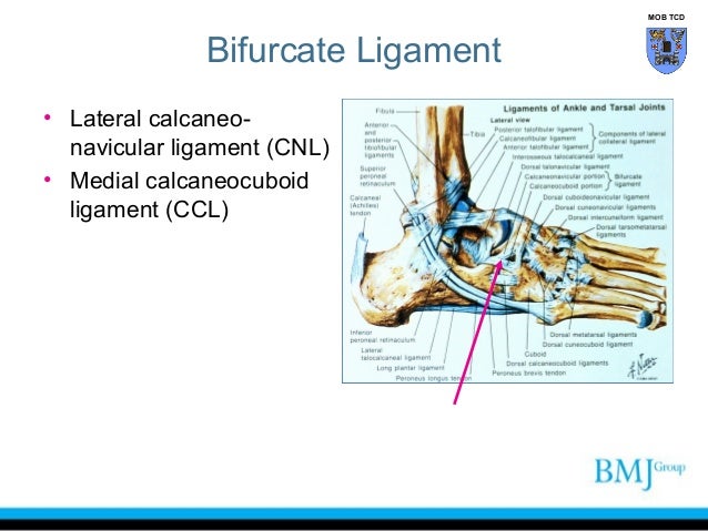 Tibiofibular and ankle joint complex