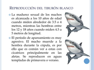 Tiburon blanco | PPTX
