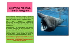 Tiburones | PPTX