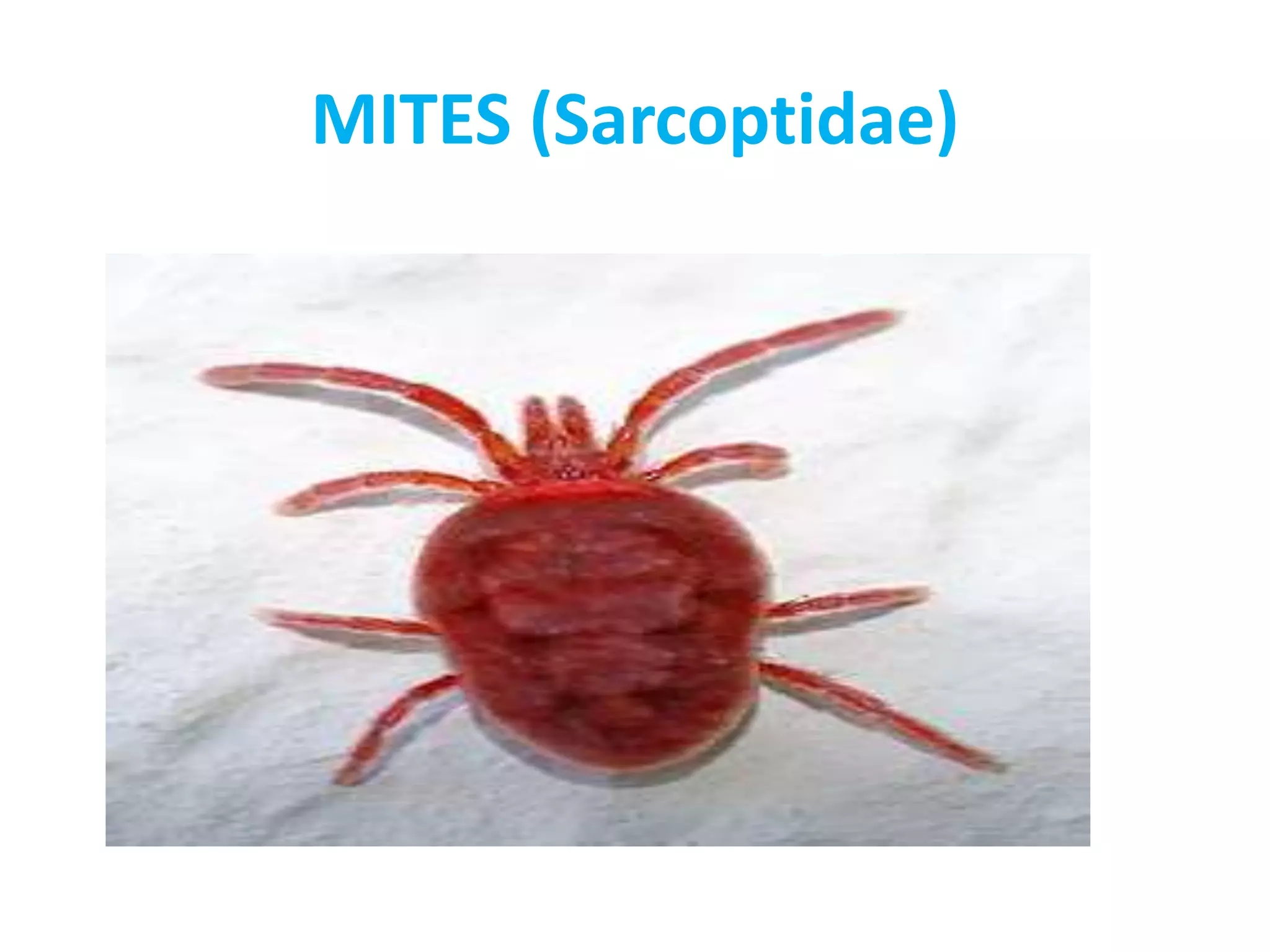 Ticks & Mites | PPTX