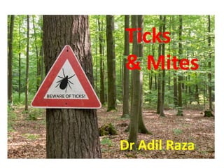 Ticks & Mites | PPTX
