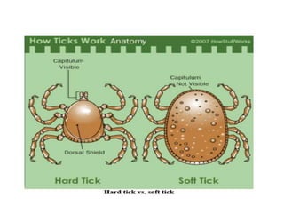 Ticks & Mites | PPTX