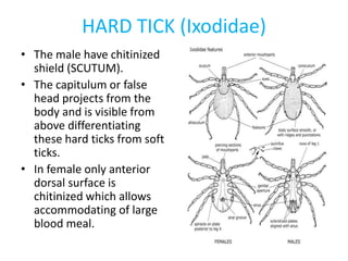Ticks & Mites | PPTX
