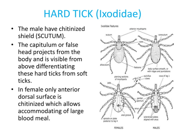 Ticks & Mites | PPTX