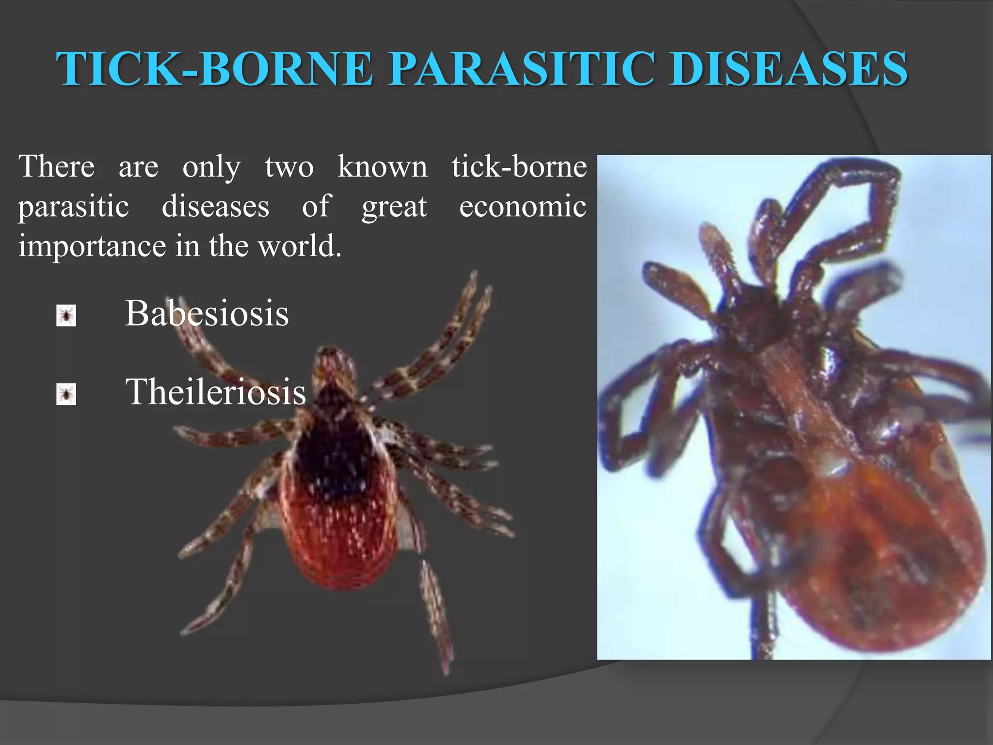 Tick borne parasitic infections | PPTX