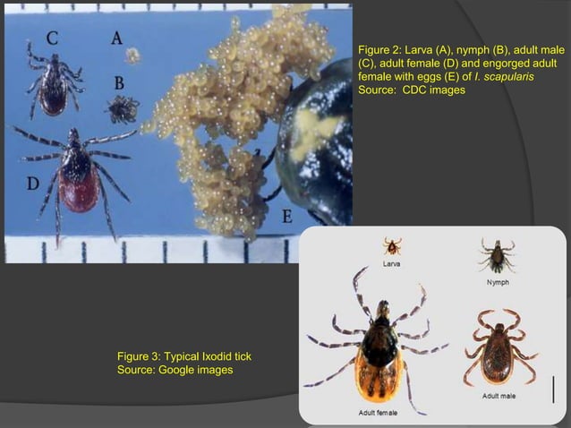 Tick borne parasitic infections | PPTX