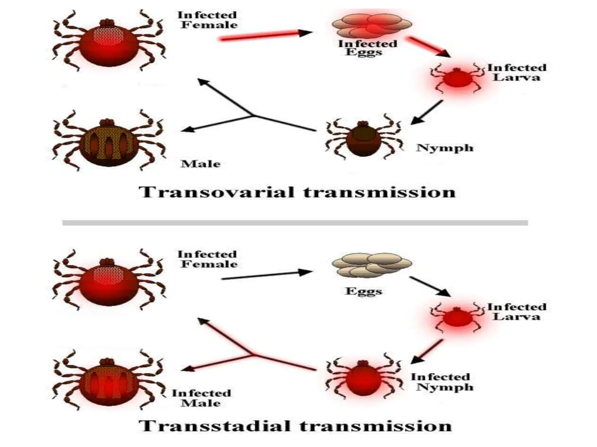 Tick and Lice.ppt