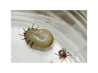 Tick and Lice.ppt | Infectious Diseases | Diseases and Conditions