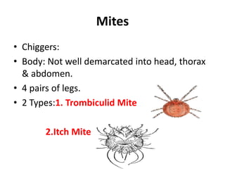 Tick and Lice.ppt