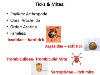 Tick and Lice.ppt | Infectious Diseases | Diseases and Conditions