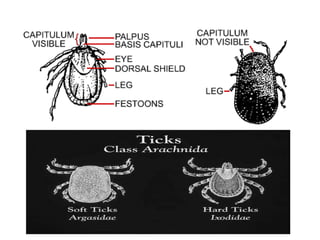 Tick and Lice.ppt