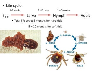 Tick and Lice.ppt