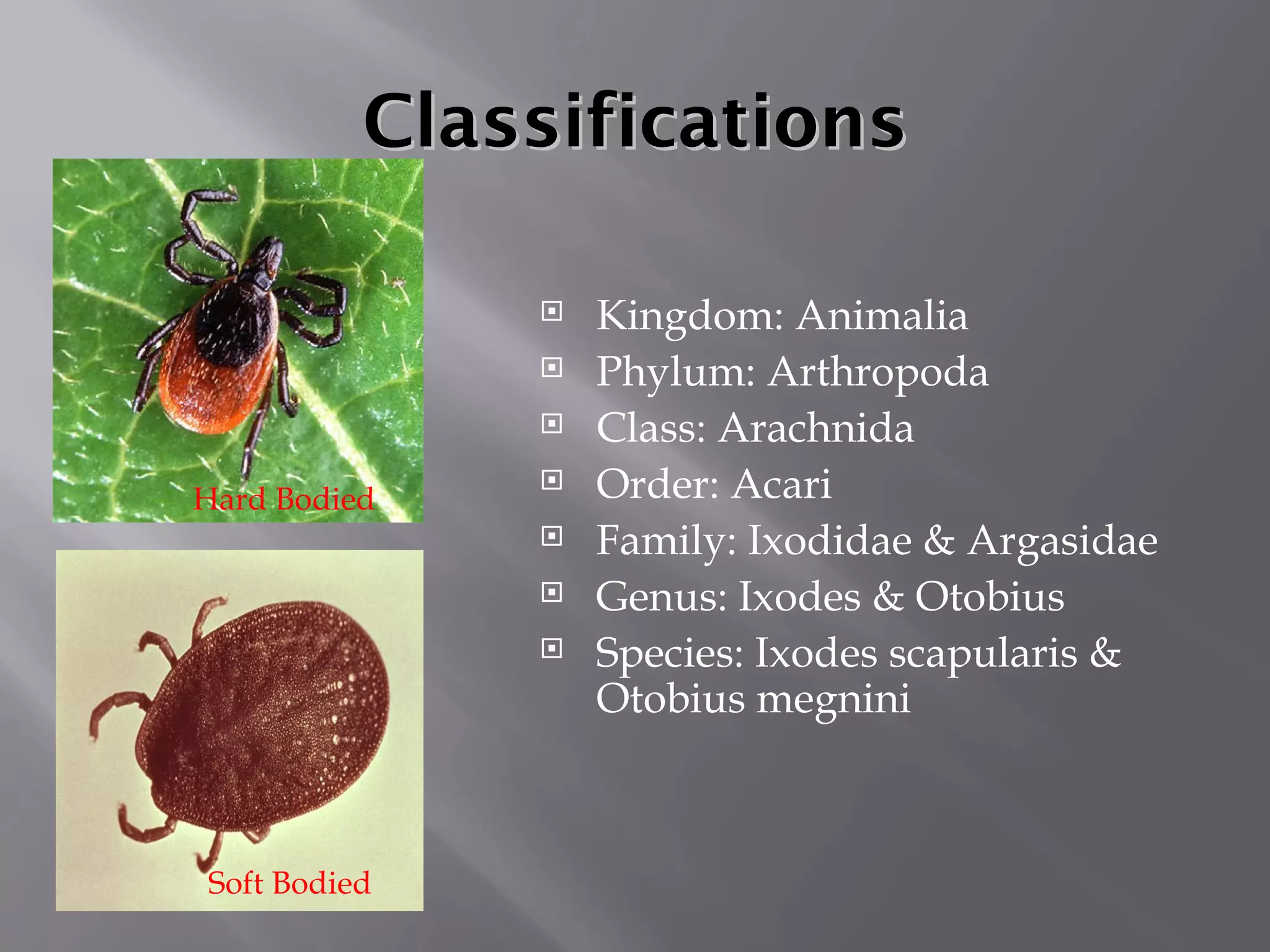 Tick bio powerpoint[1] | PPT