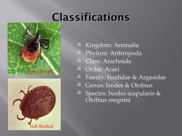 Tick bio powerpoint[1] | PPT