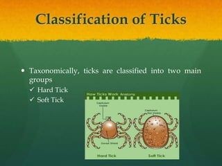 Tick Borne Diseases of Public Significance and Integrated Vector ...