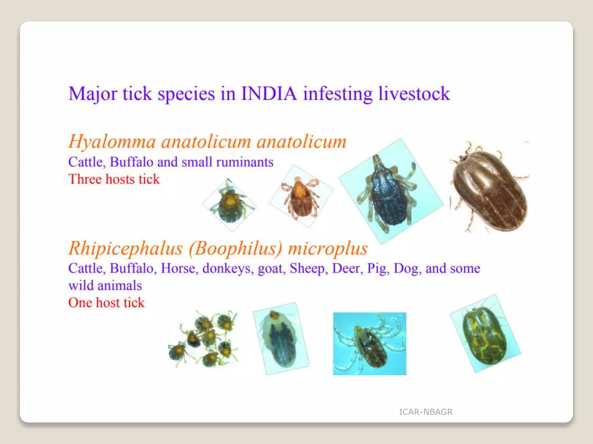 Tick identification guide | PPTX