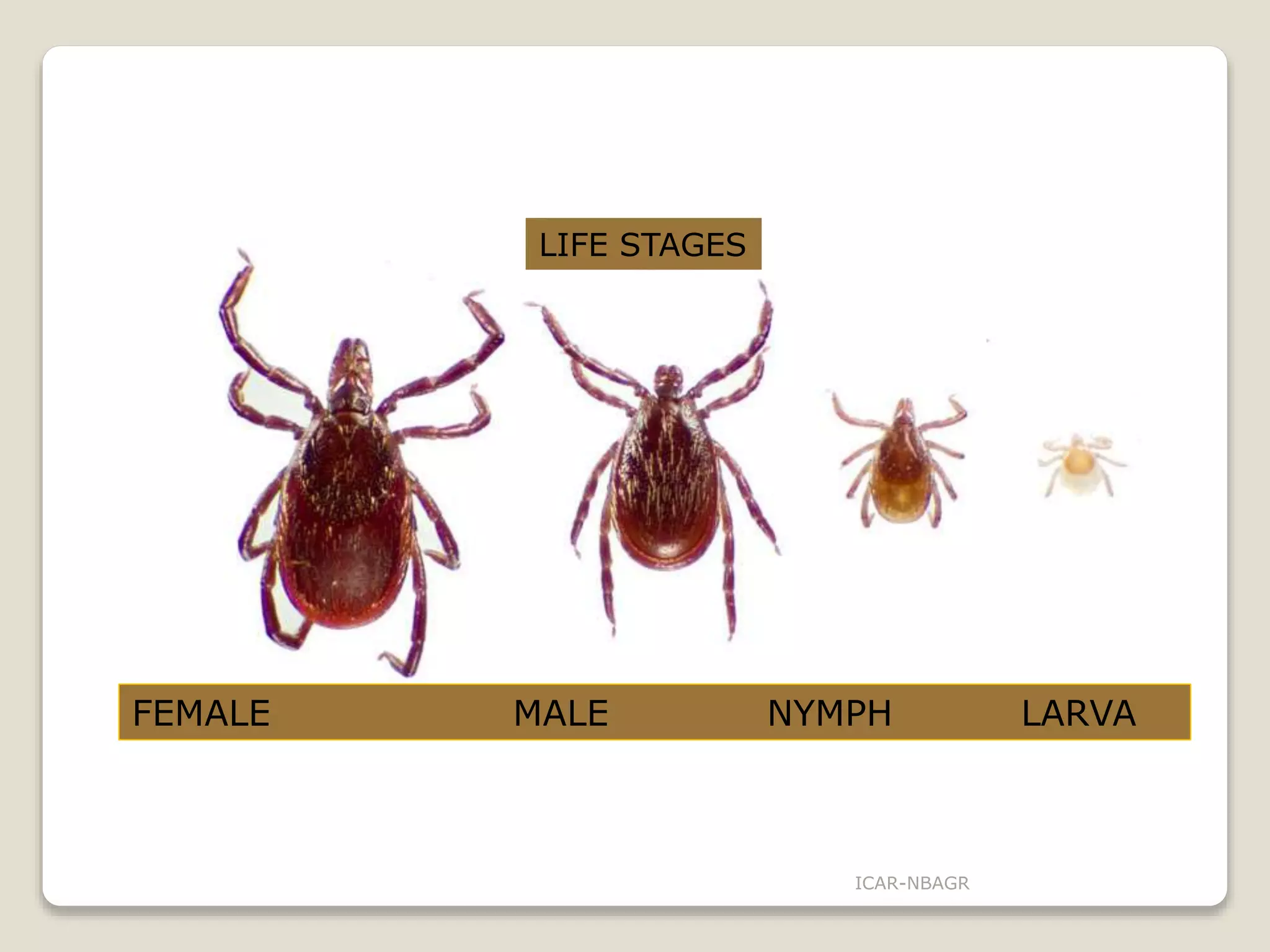 Tick identification guide | PPTX