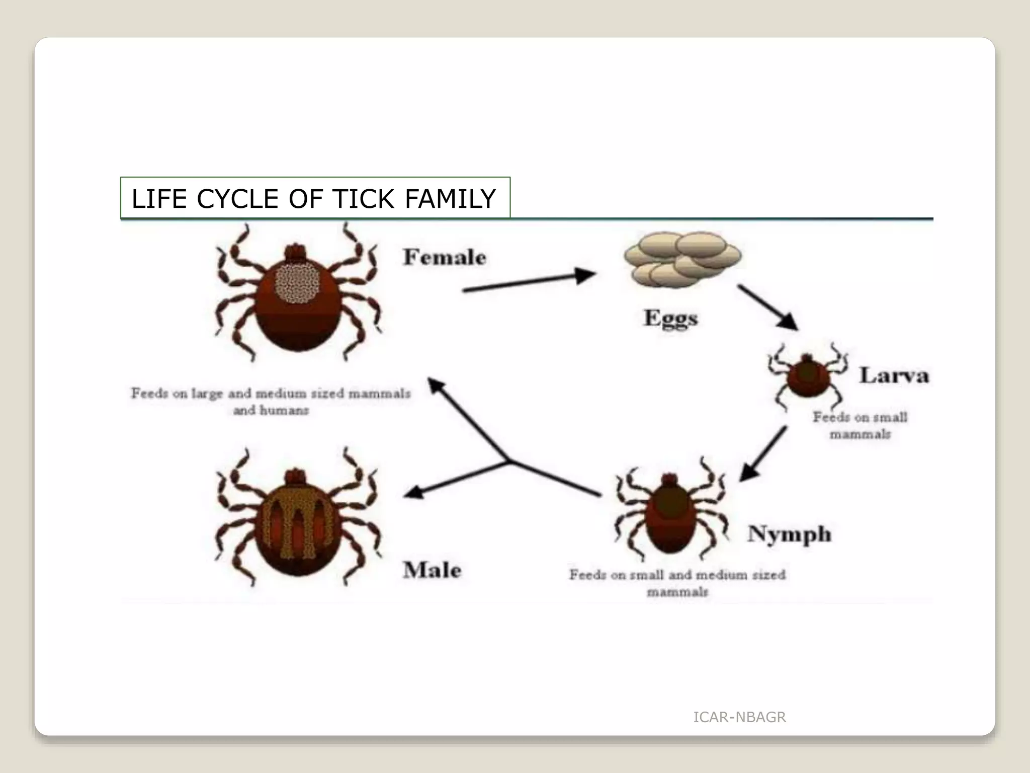 Tick identification guide | PPTX
