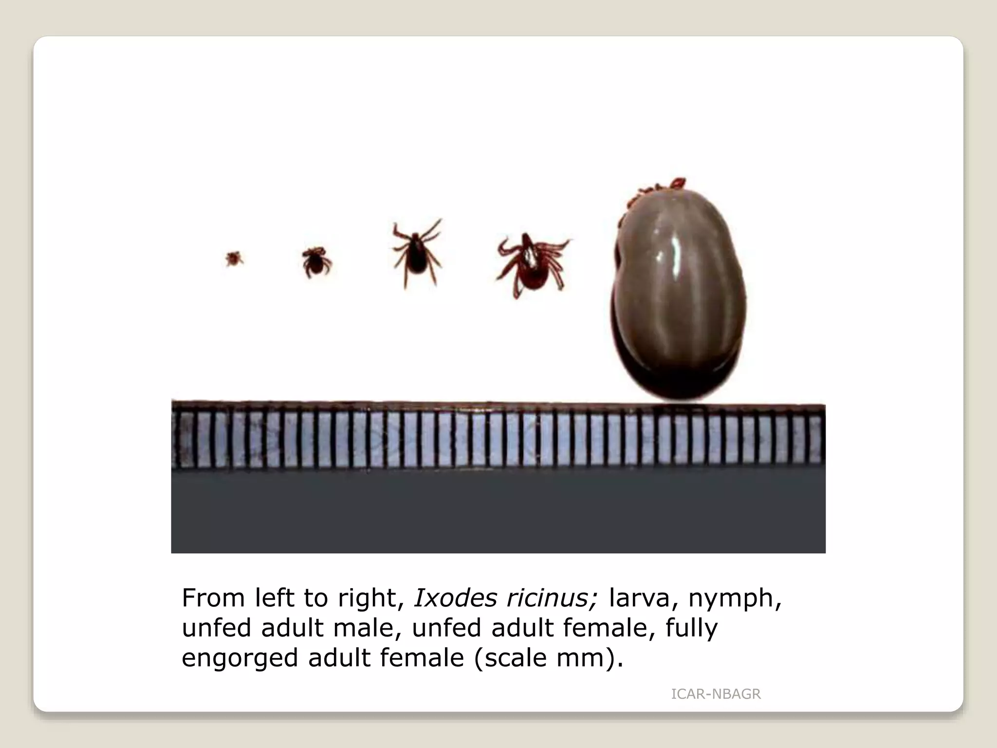 Tick identification guide | PPTX