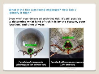 Tick identification guide | PPTX