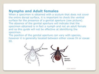 Tick identification guide | PPTX