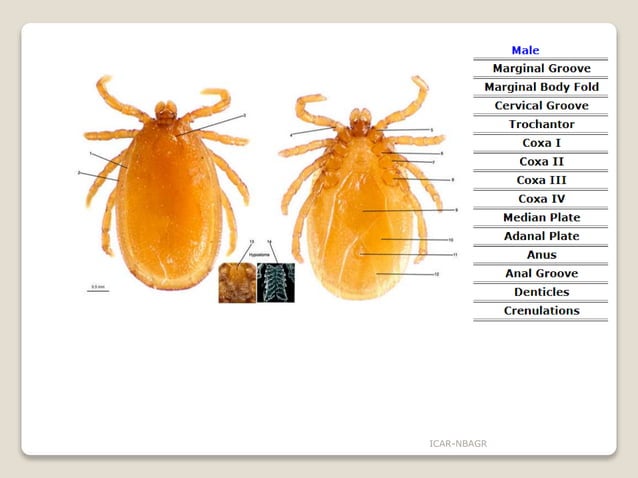 Tick identification guide | PPTX