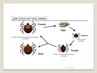 Tick identification guide | PPTX