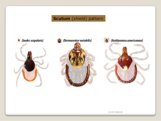 Ticks identification guide - sheetholf