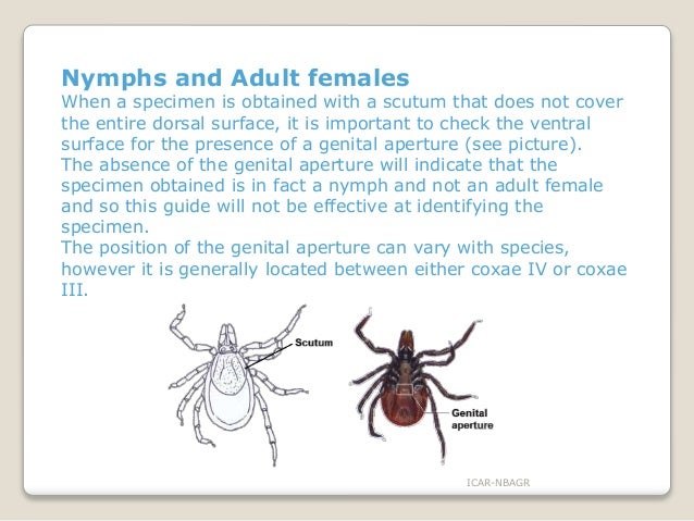 Tick identification dichotomous key - merchantasse