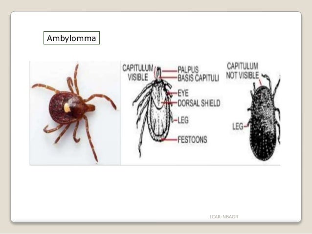 Printable Tick Identification Chart