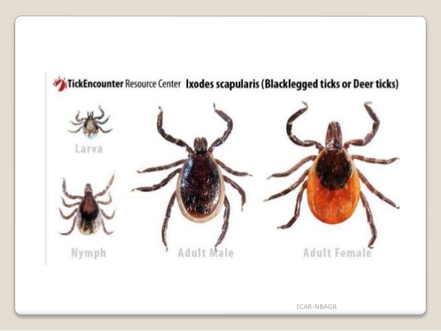 Tick identification guide
